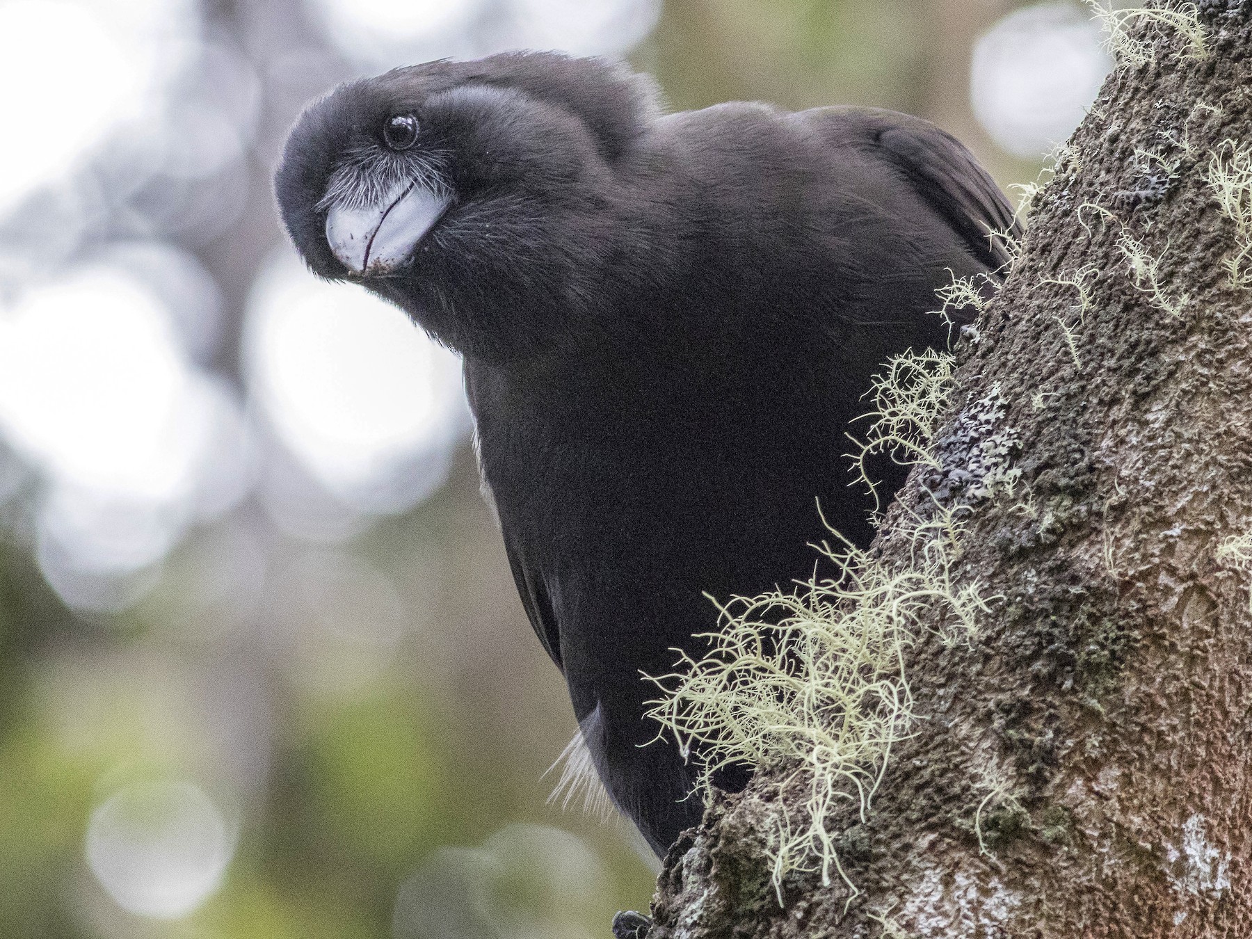 Hawaiian Crow - eBird