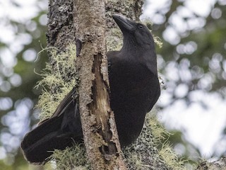 Hawaiian Crow - eBird