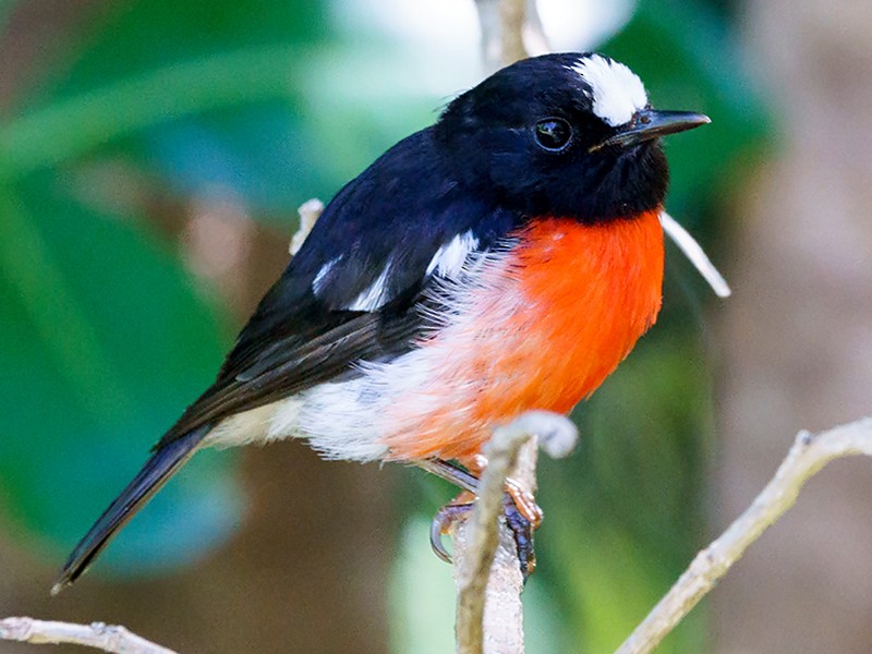 Norfolk Robin - eBird