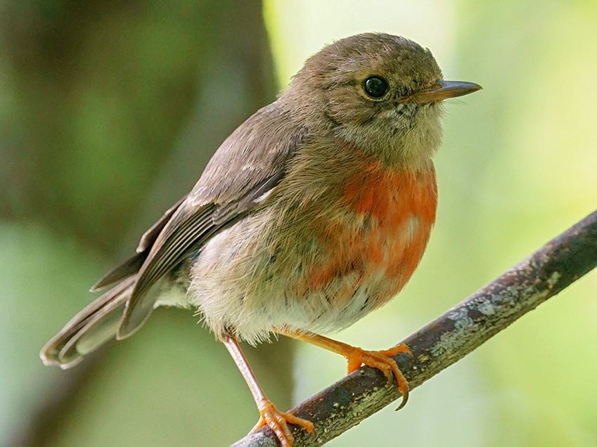 Norfolk Robin - eBird