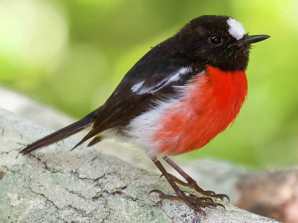 Norfolk Robin - Petroica multicolor - Birds of the World