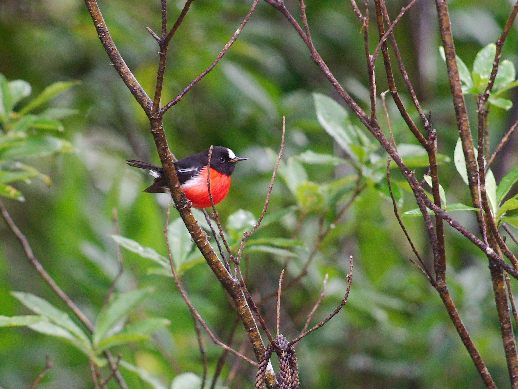 Norfolk Robin - eBird