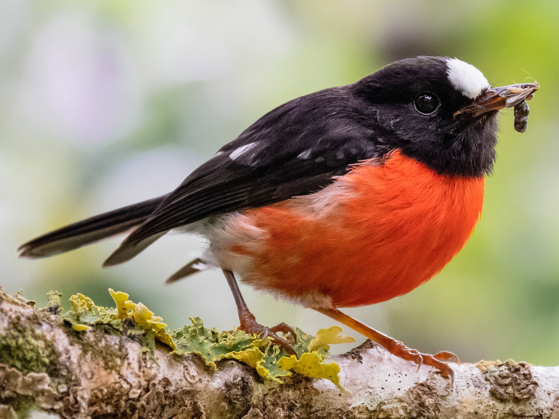 Norfolk Robin - eBird