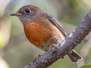 Norfolk Robin - eBird