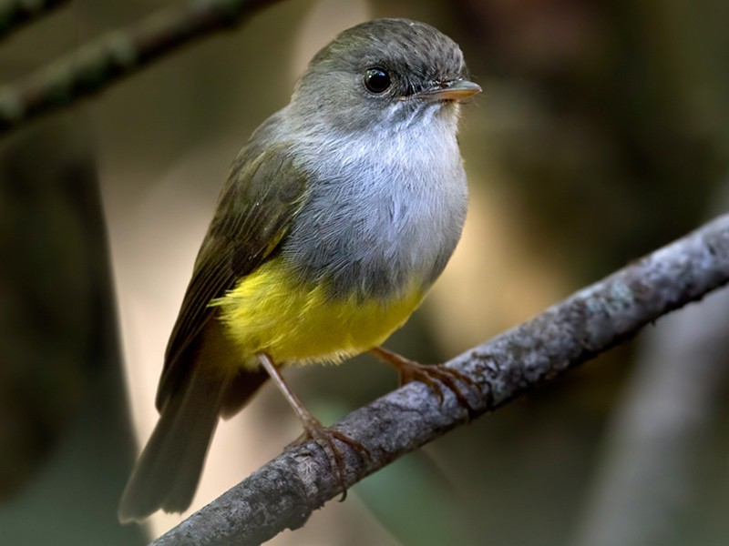 Yellow-bellied Flyrobin - eBird