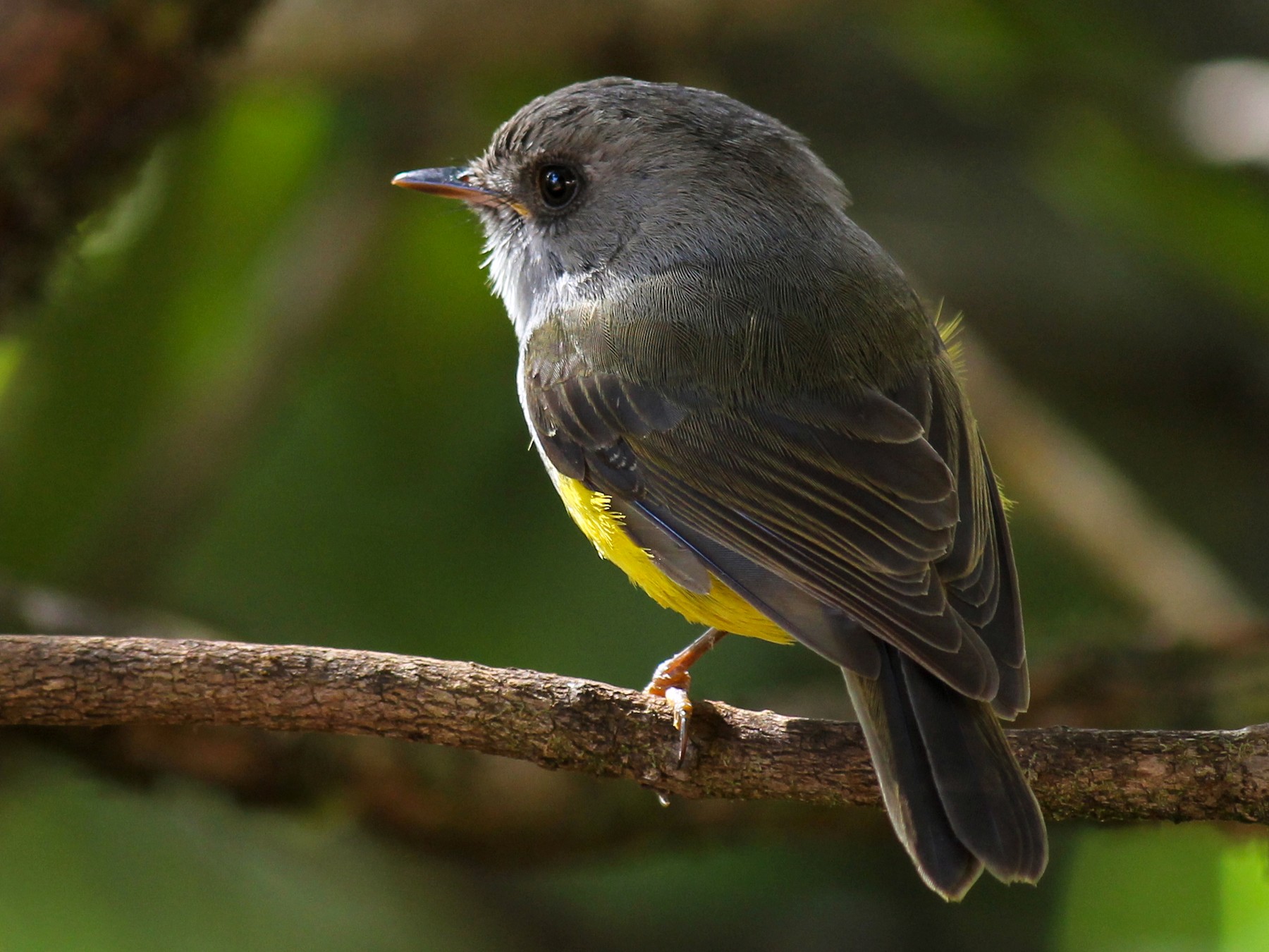 Yellow-bellied Flyrobin - eBird