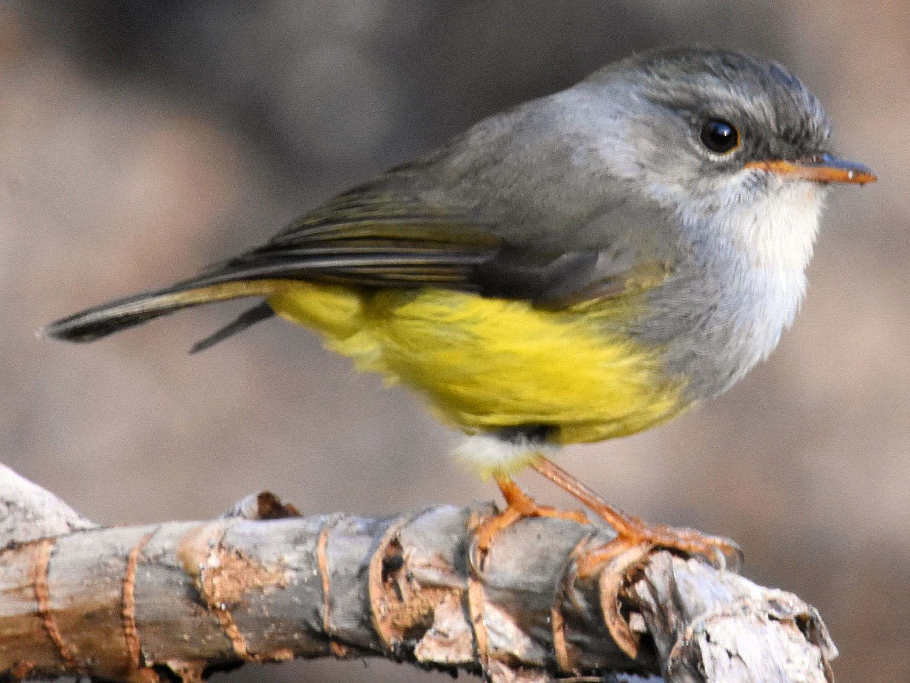 Yellow-bellied Flyrobin - eBird
