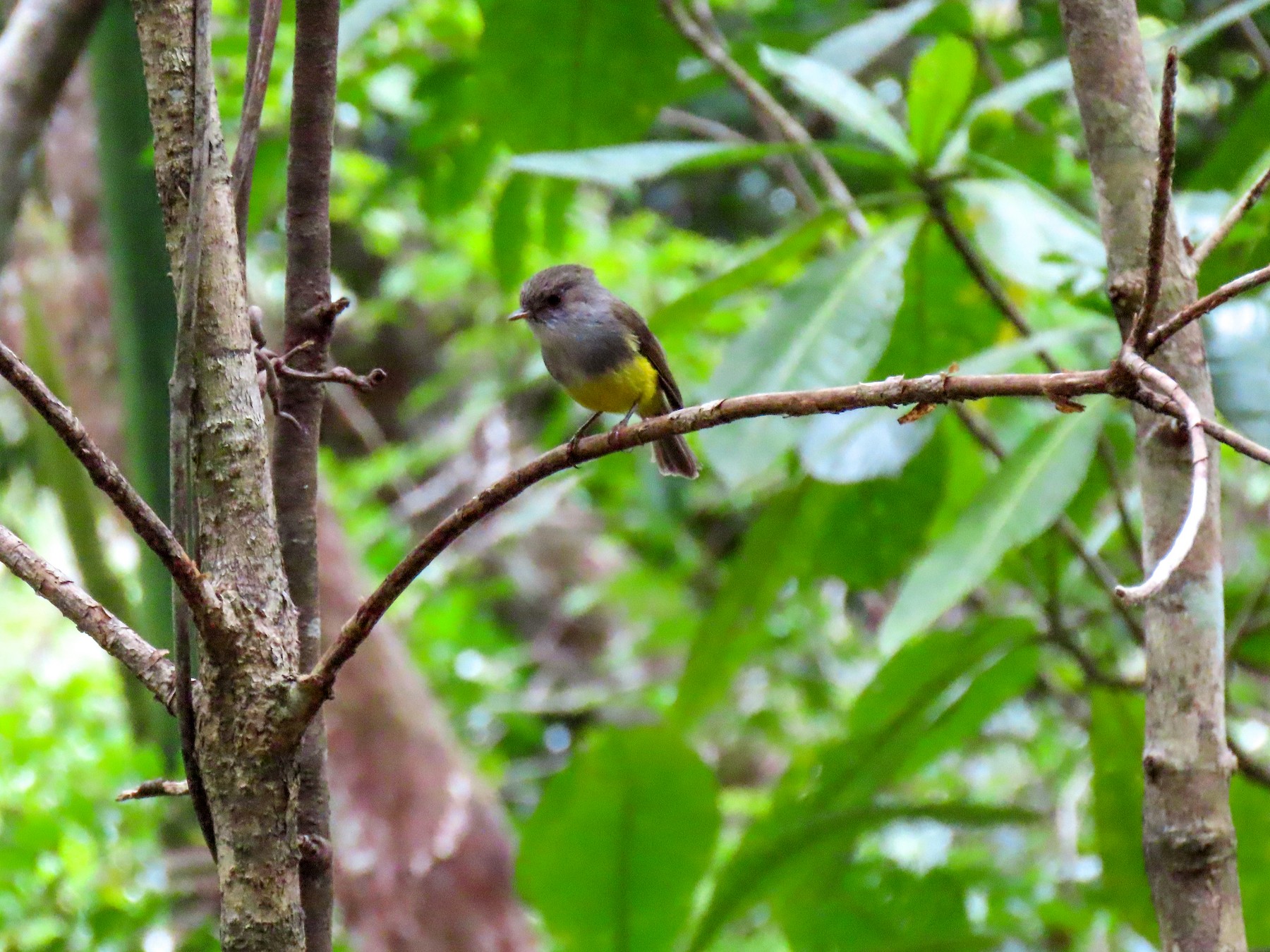 Yellow-bellied Robin - eBird