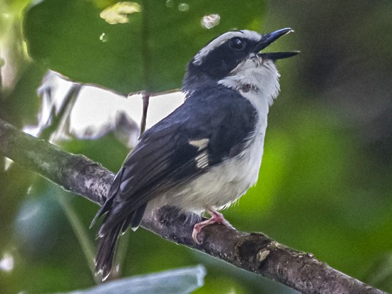 Black-chinned Robin - eBird