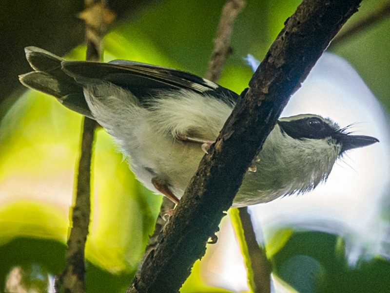 Black-chinned Robin - eBird