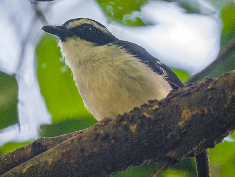 Black-chinned Robin - eBird