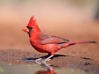 Northern Cardinal - Cardinalis cardinalis - Birds of the World