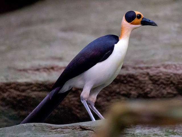 Photos - White-necked Rockfowl - Picathartes gymnocephalus - Birds of ...