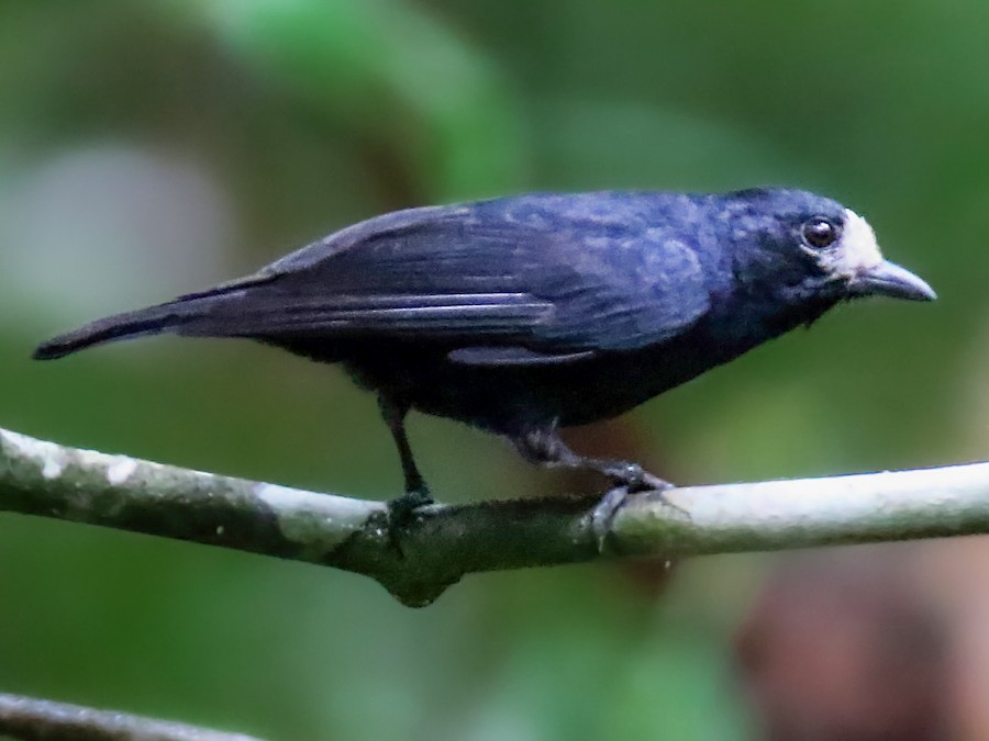 White-fronted Tit - eBird