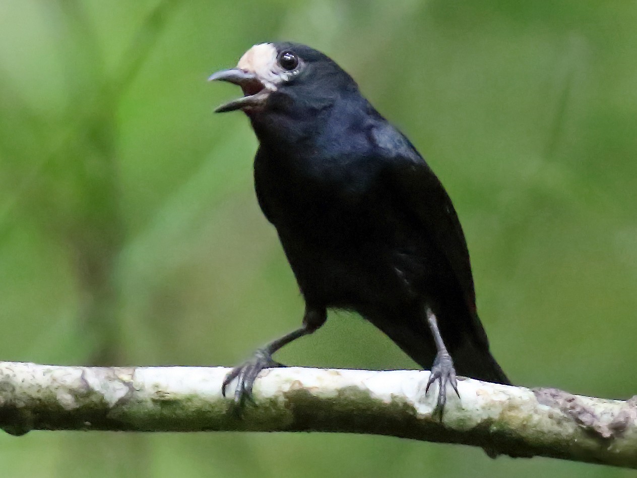 White-fronted Tit - eBird