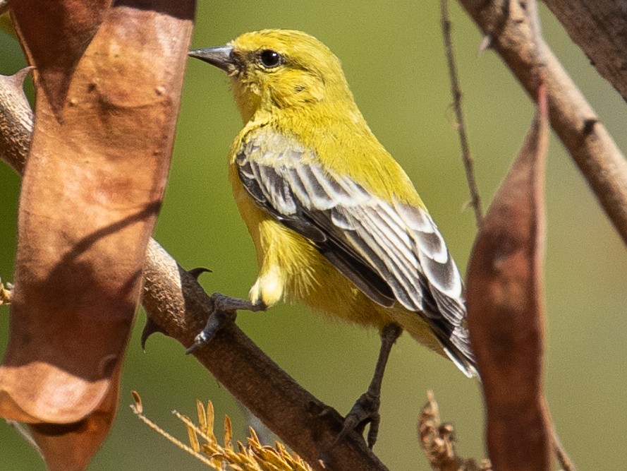 Yellow Penduline Tit Ebird