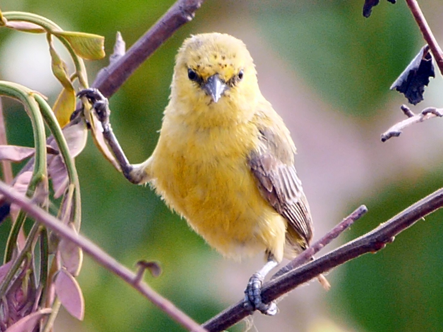 Pájaro moscón amarillo - eBird