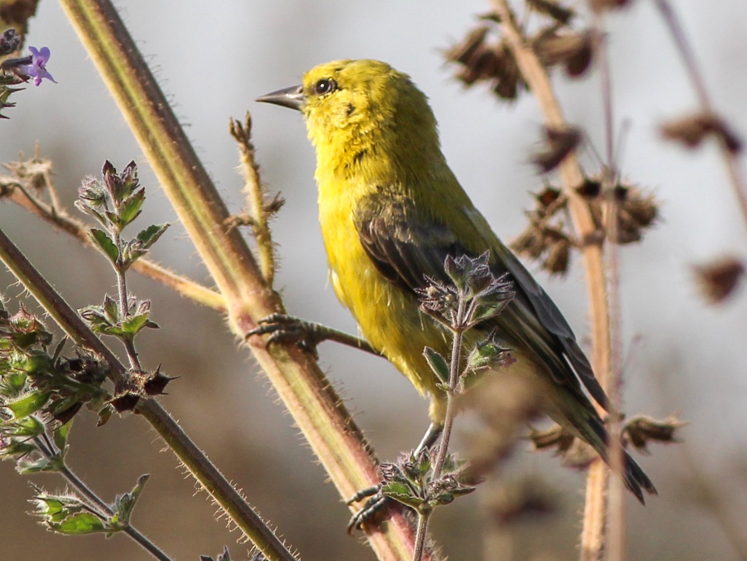 Yellow Penduline-Tit - eBird