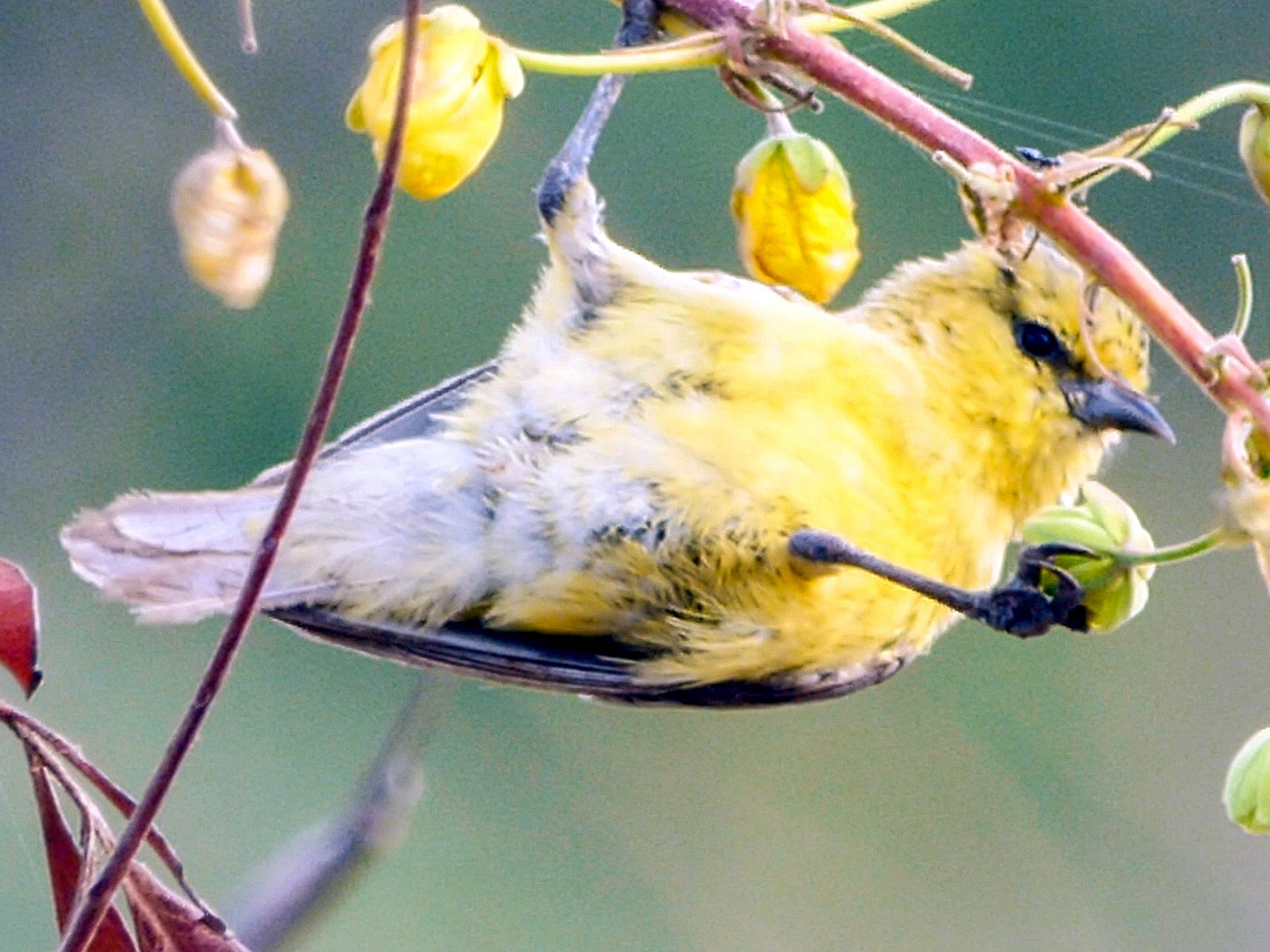 Yellow Penduline Tit Ebird