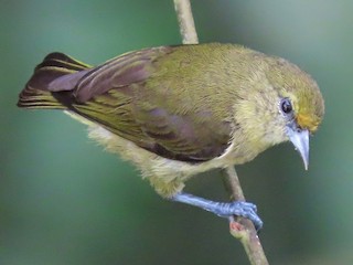 Forest Penduline-Tit - Anthoscopus flavifrons - Birds of the World