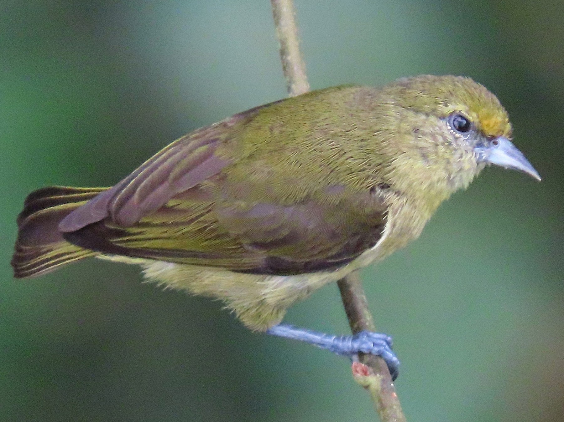 Forest Penduline-Tit - eBird