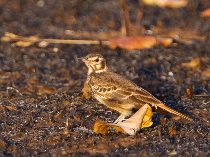 Rufous-rumped lark - eBird