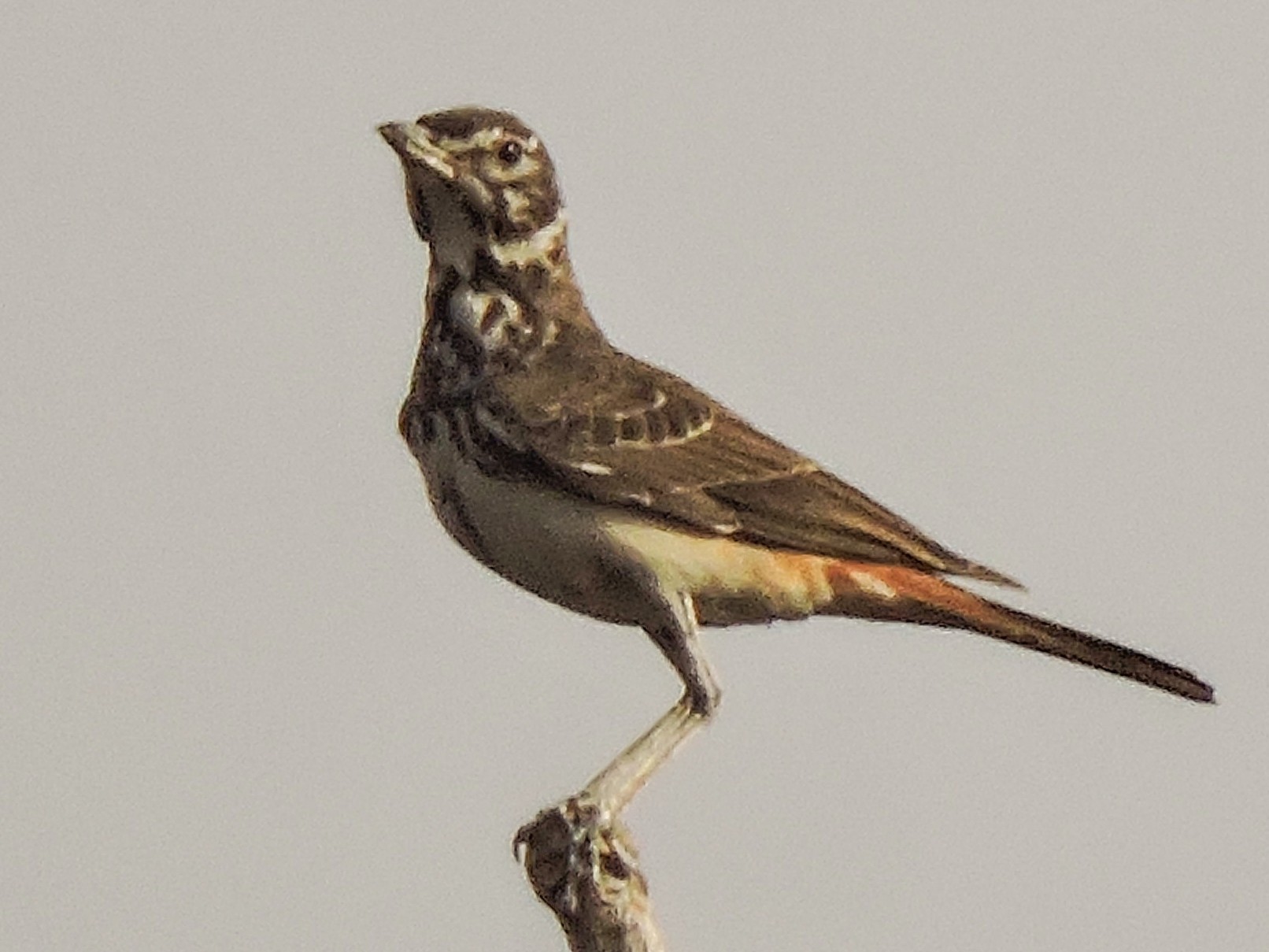 Rufous-rumped Lark - eBird