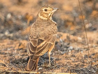 Rufous-rumped Lark - eBird