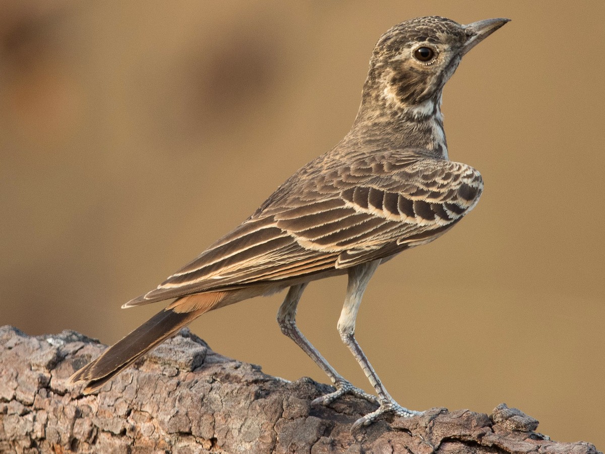 Rufous-rumped Lark - Pinarocorys erythropygia - Birds of the World
