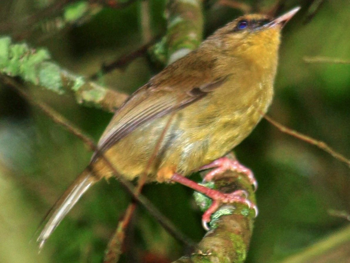 Pulitzer's Longbill - eBird