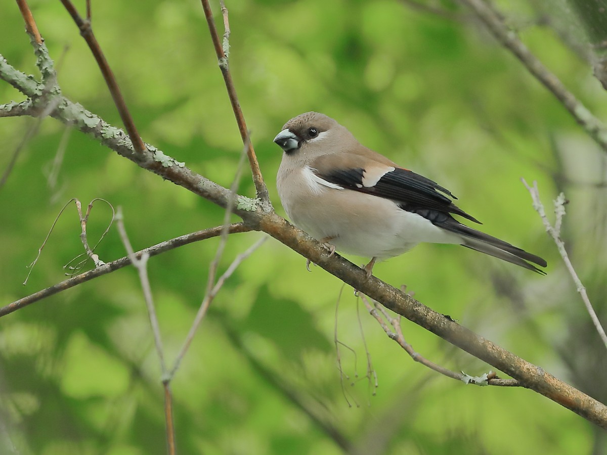 Brown Bullfinch - Pyrrhula nipalensis - Birds of the World