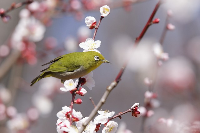 News - eBird Japan