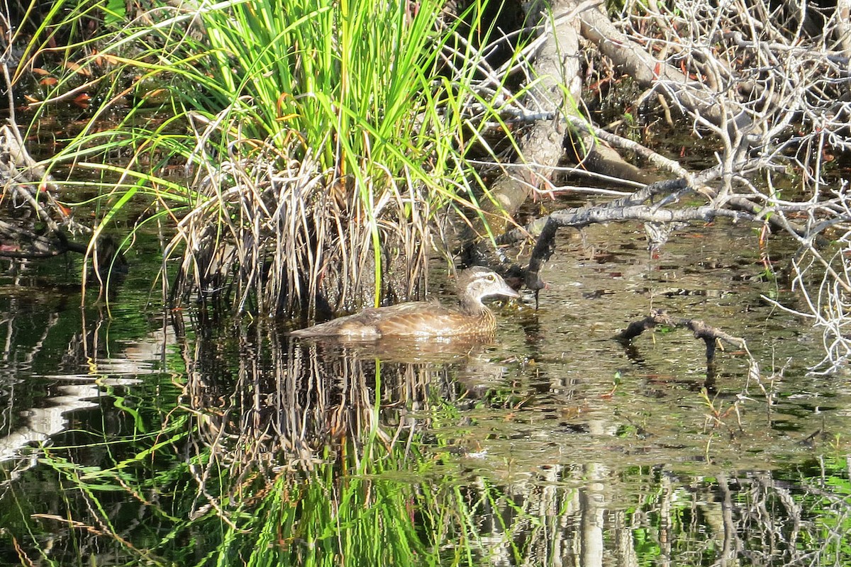 eBird Checklist - 24 May 2015 - Alligator River NWR - 34 species