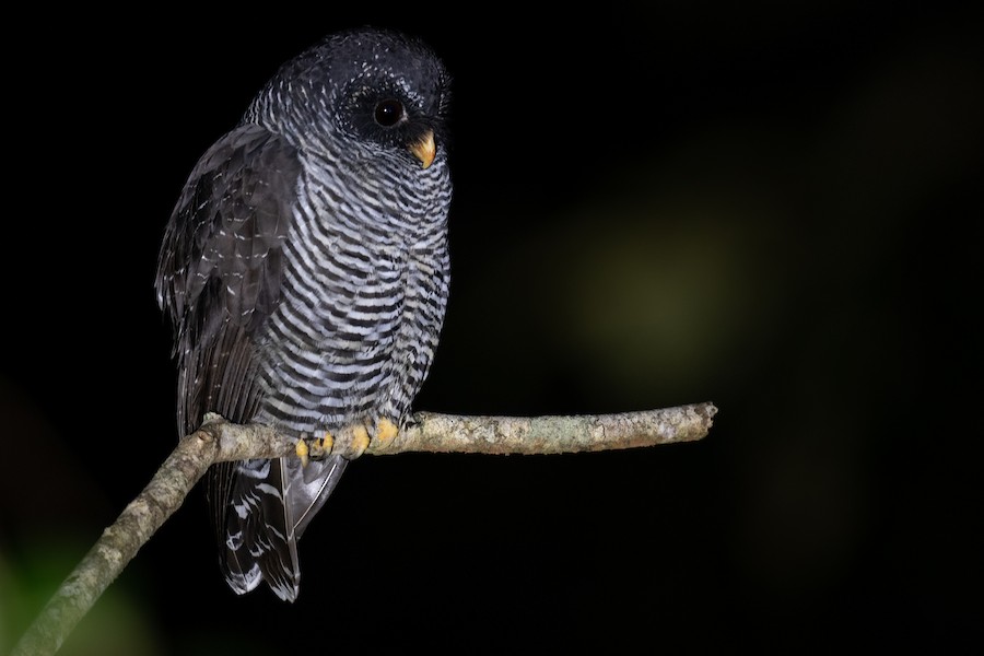 Black-banded Owl (San Isidro) - eBird