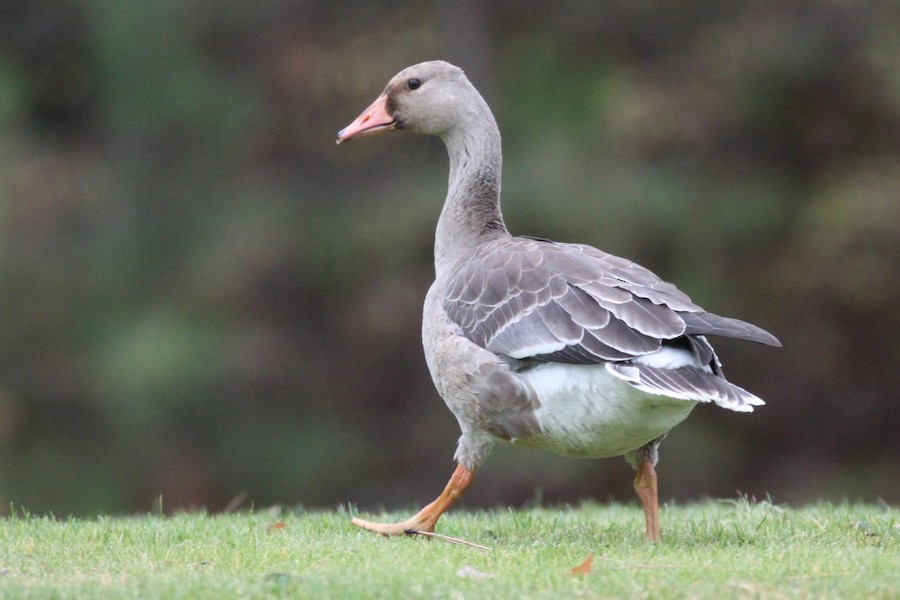 Greater White-fronted Goose (Western) - eBird