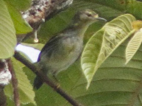 Visayan Miniature Babbler - eBird