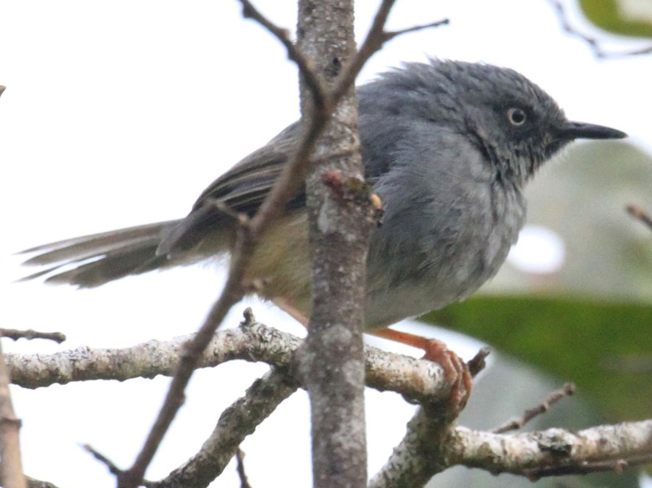 Prinia de Sierra Leona - eBird