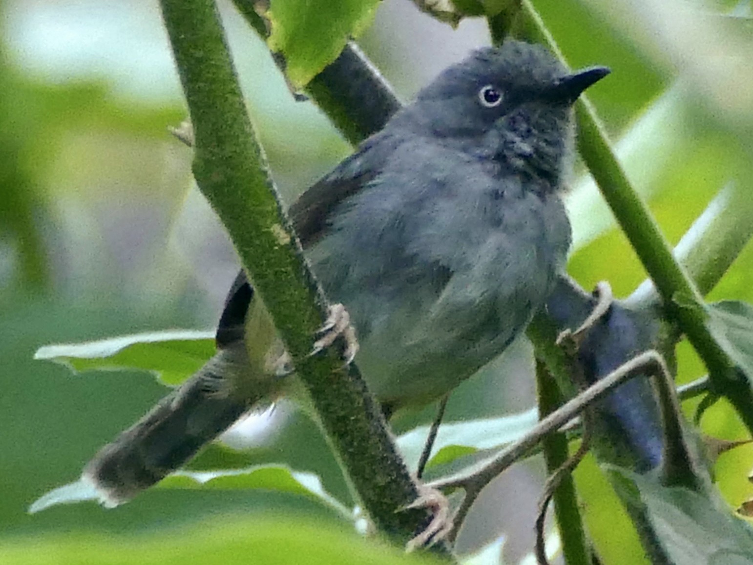 Prinia de Sierra Leona - eBird