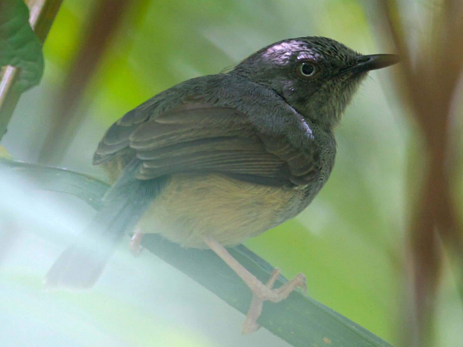 Prinia de Sierra Leona - eBird