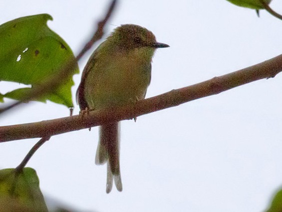 Green Longtail - eBird