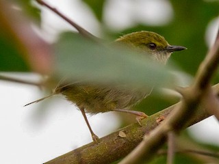 Green Longtail - eBird