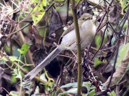 Green Longtail - eBird