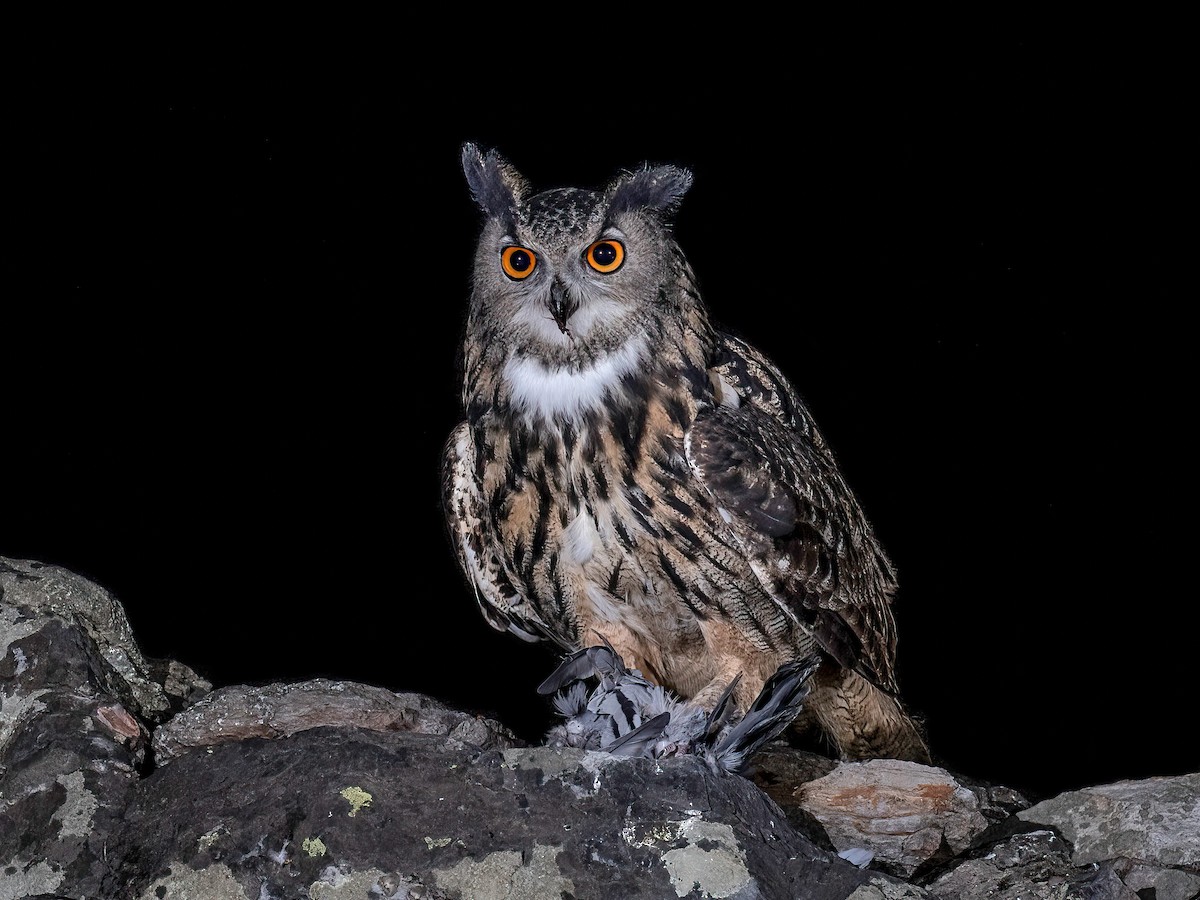 Eurasian Eagle-Owl - Bubo bubo - Birds of the World