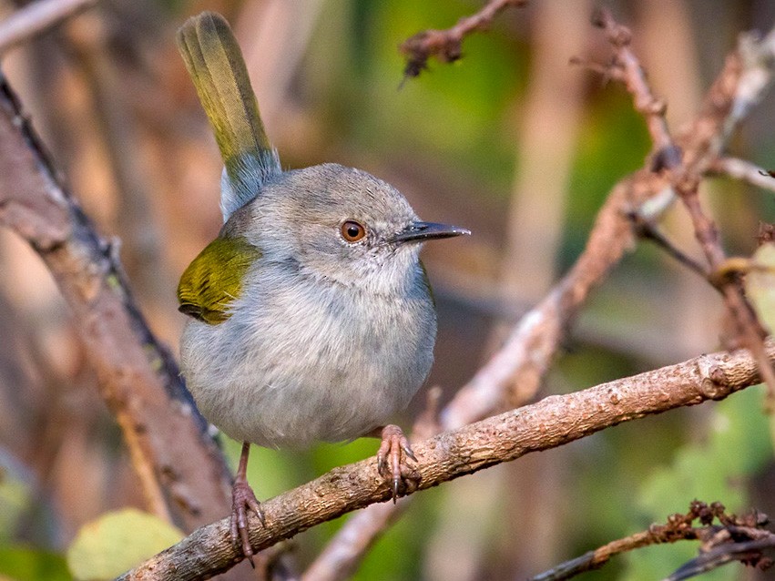 Hartert's Camaroptera - eBird