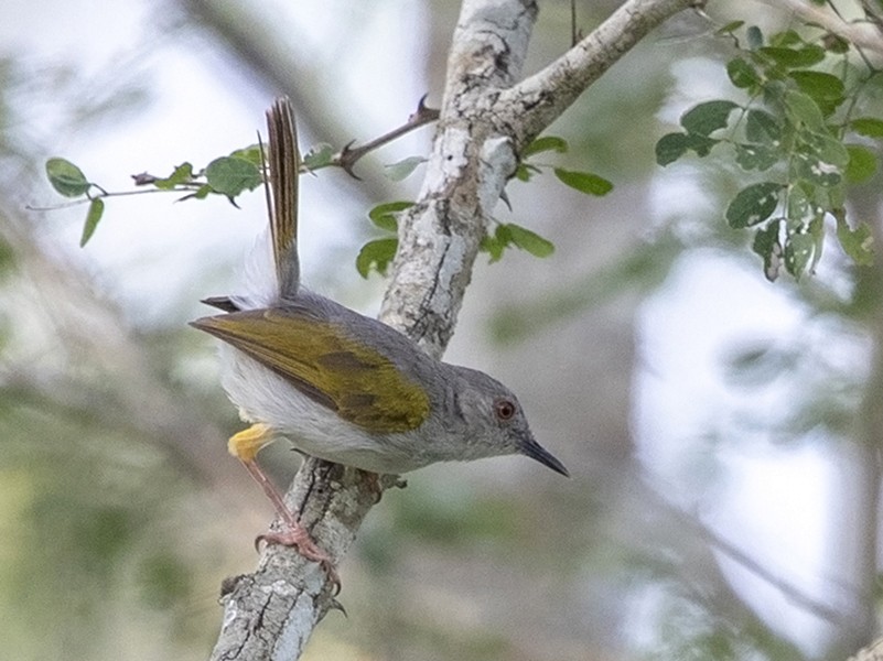 Hartert's Camaroptera - eBird