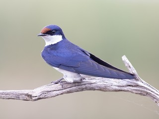 White-throated Swallow - Hirundo albigularis - Birds of the World
