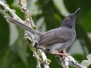 Sharpe's Apalis - eBird