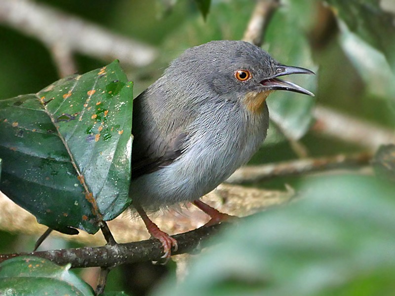 Sharpe's Apalis - eBird