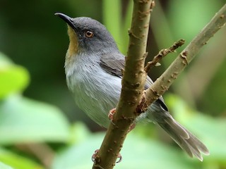 Sharpe's Apalis - eBird