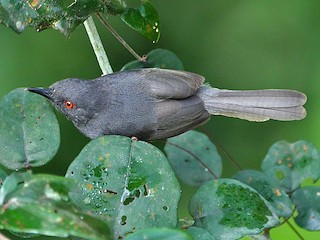 Sharpe's Apalis - eBird